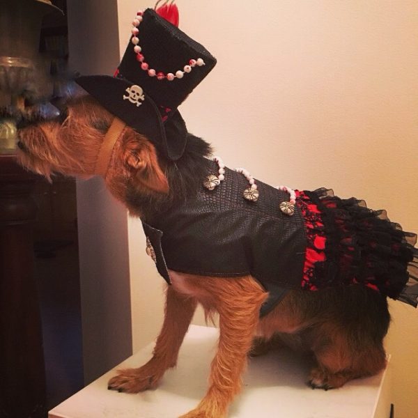 Gothic Steampunk Dog Dress
